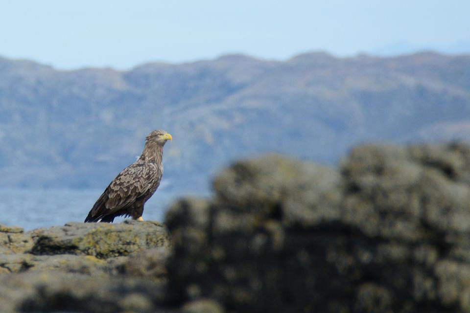 Mull Eagle Watch 2017 | Mull and Iona Community Trust