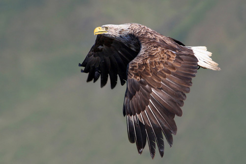 Mull Eagle Watch 2018 | Mull and Iona Community Trust