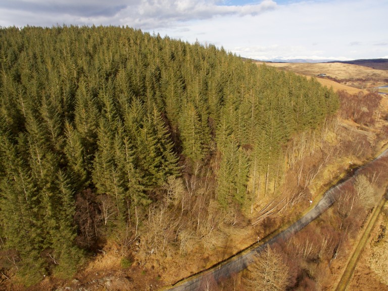 Ardura Forest | Mull and Iona Community Trust
