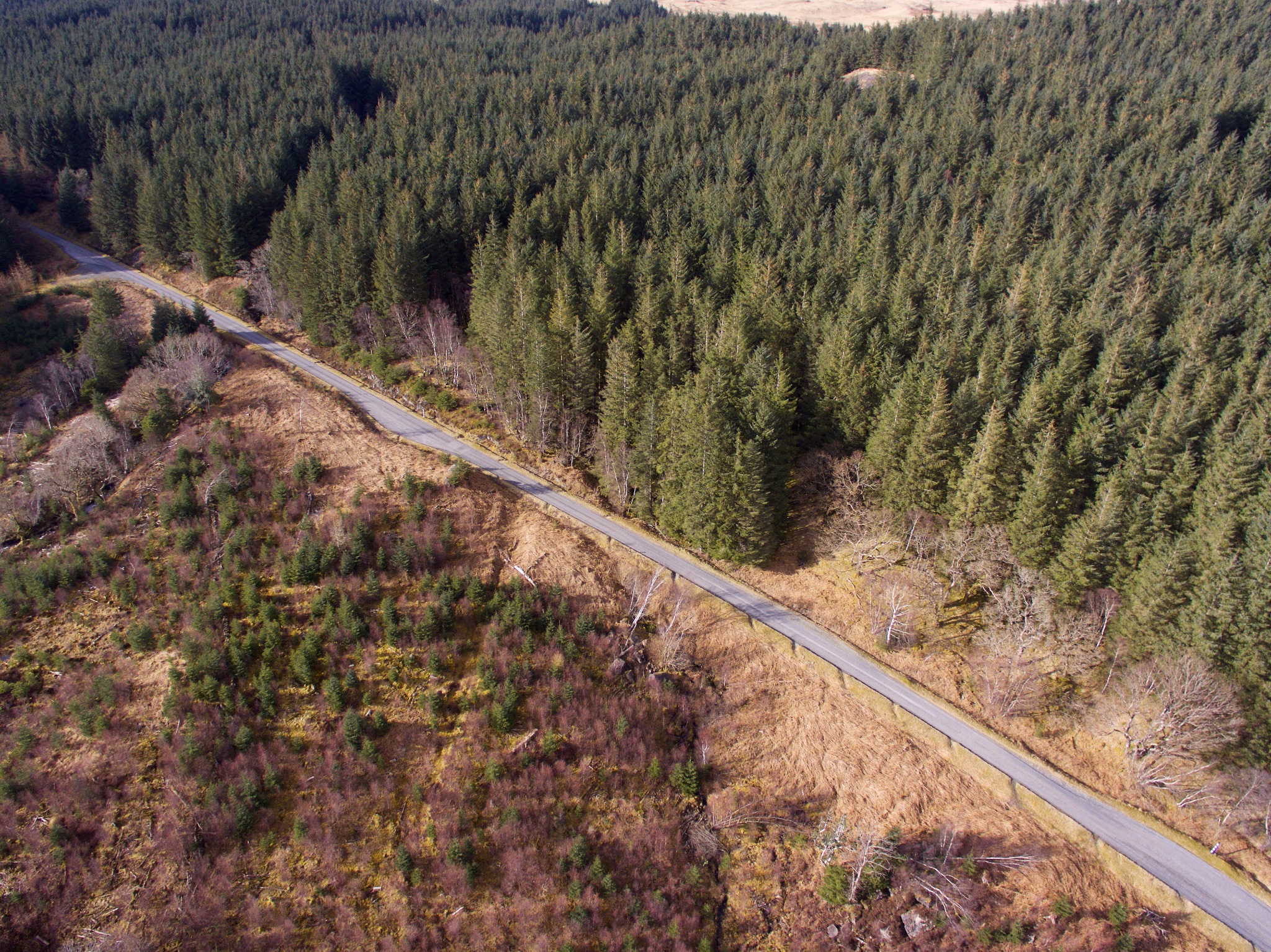 Ardura Forest | Mull and Iona Community Trust